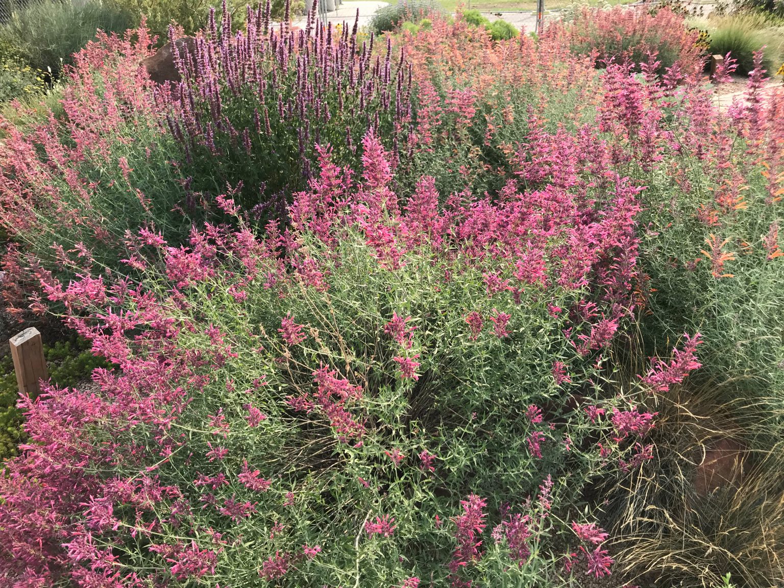 Agastache Coronado Red – Adams County Extension