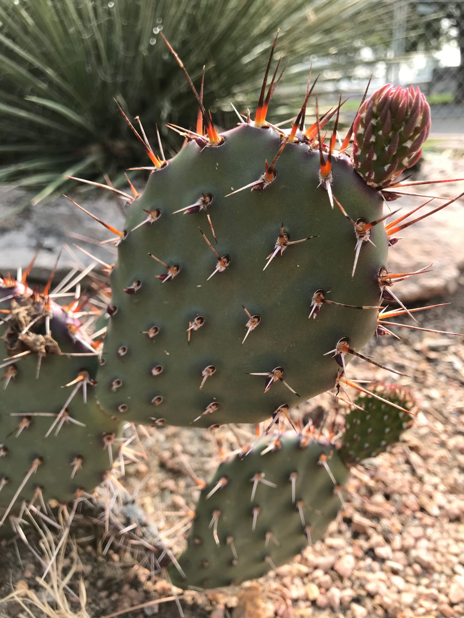 Purple Prickly Pear – Adams County Extension